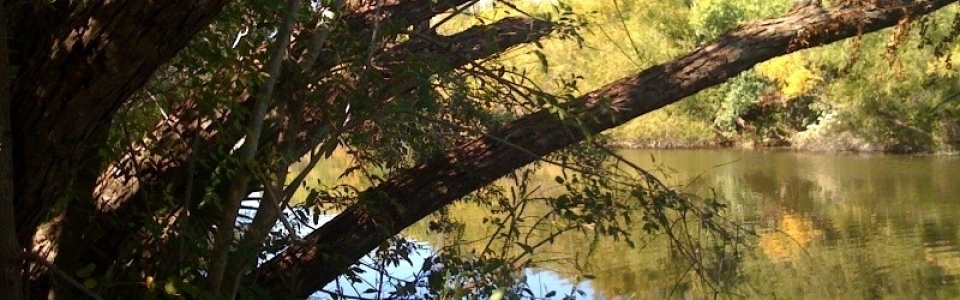 Apache Creek – Westside Creeks Restoration Project